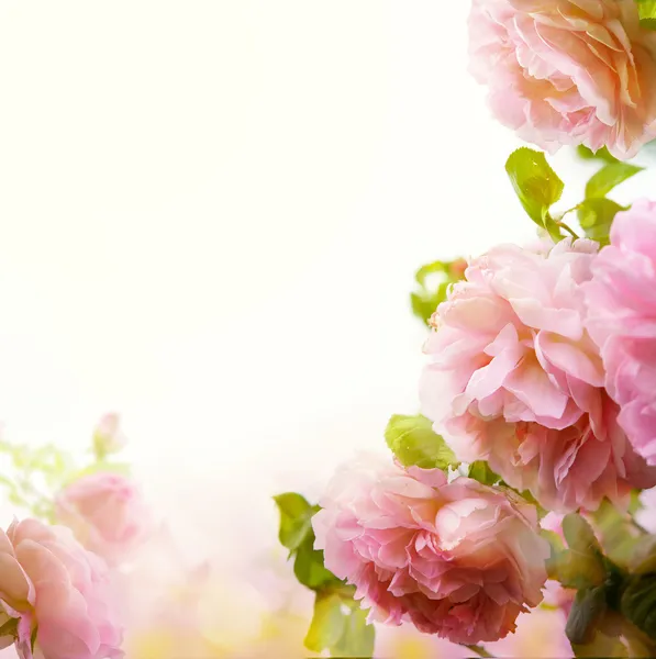 Fantasy roses Stock Photos, Royalty Free Fantasy roses Images ...