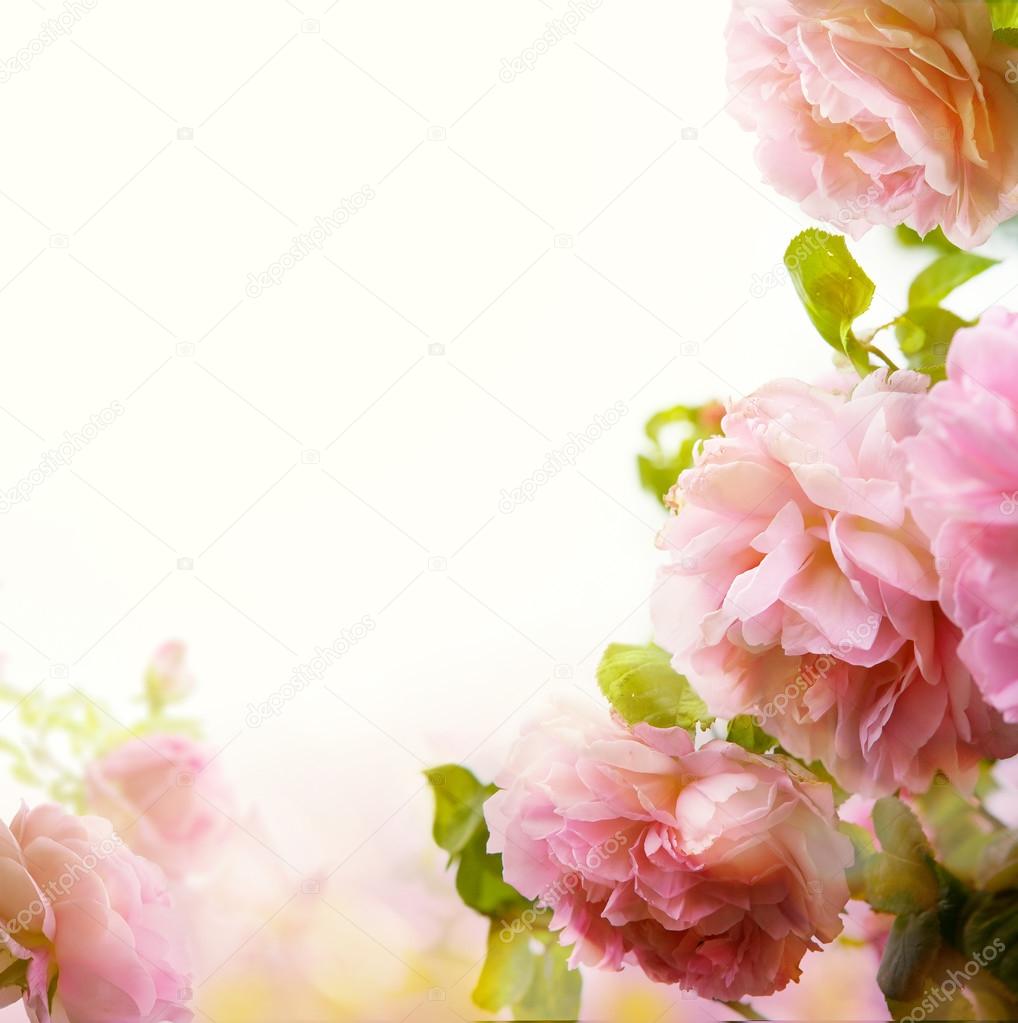 Abstract Beautiful pink rose floral border background — Stock Photo ...