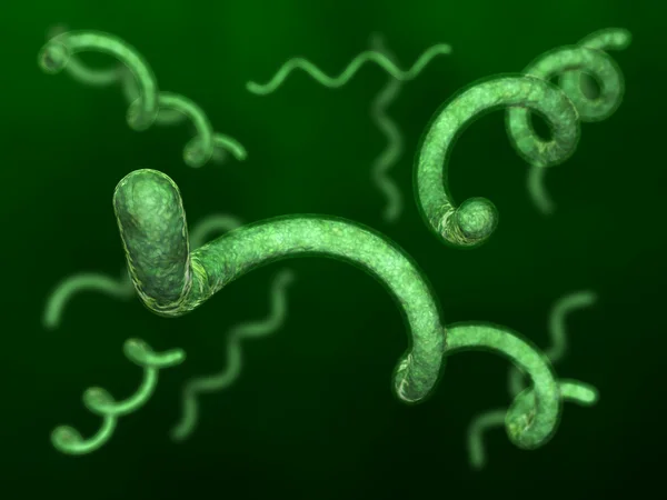 Spirillum bacteria Stock Photo by ©Petersim 5744032