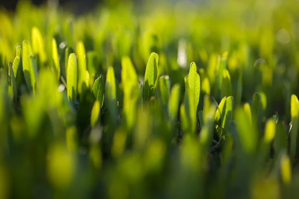 Greenery Stock Photos, Royalty Free Greenery Images | Depositphotos