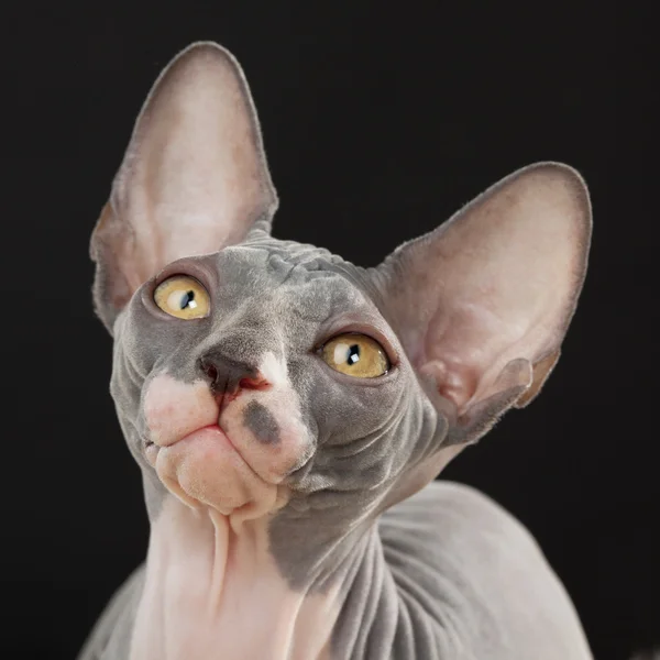 Side view of Sphynx cat, 4 years old, in front of white background ...