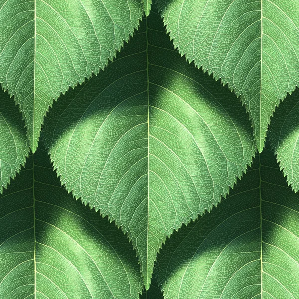 Texture of a leaf Stock Photos, Royalty Free Texture of a leaf Images ...