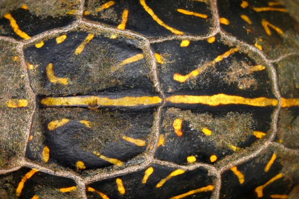 Desert Tortoise Shell Pattern