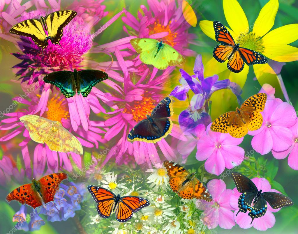Butterfly and Flower Collage — Stock Photo © Wirepec #19352479