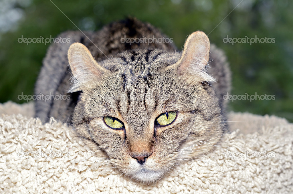 Highlander Lynx Cat Stock Photo by ©noonie 25153223