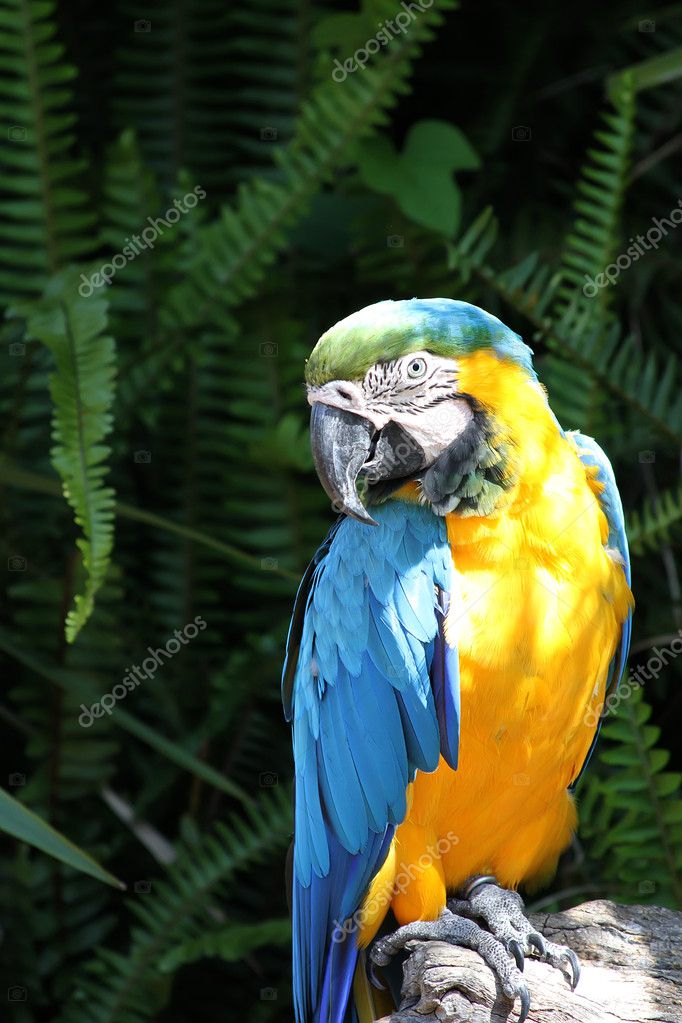 Parrot Stock Photo by ©boggy22 18632609