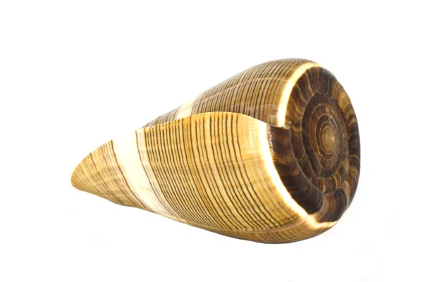 Shell helix eco Stock Photos, Royalty Free Shell helix eco Images ...