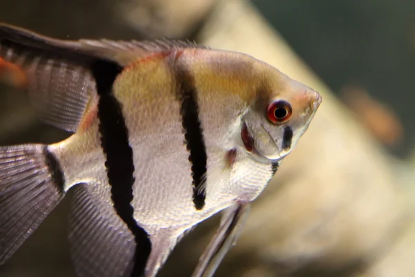 Live fish Stock Photos, Royalty Free Live fish Images | Depositphotos