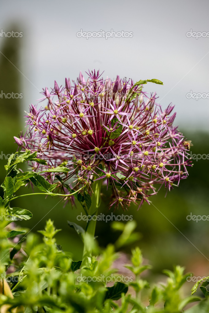 Allium Christophii Star Of Persia
