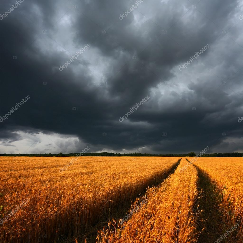 Wheatfield Storm