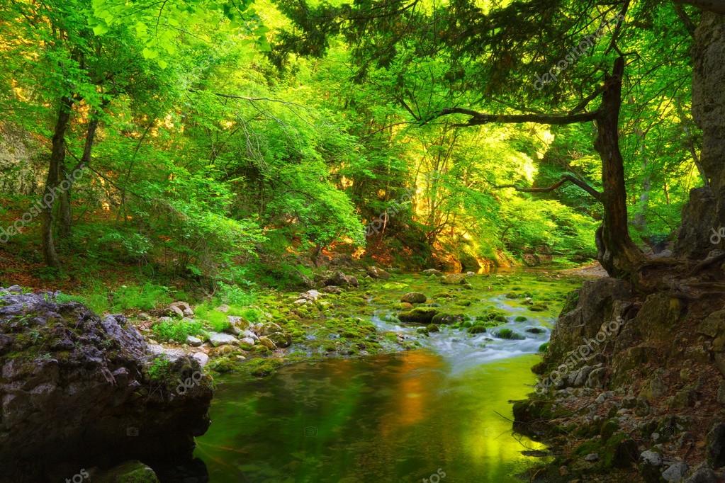 Green forest and water stream with mossy stones Stock Photo by ...