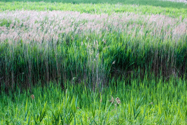 River grass Stock Photos, Royalty Free River grass Images | Depositphotos