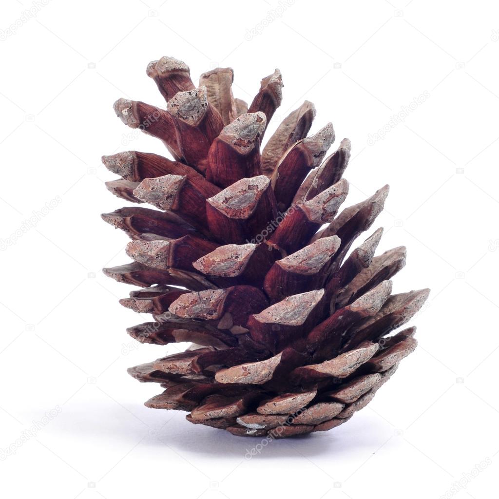 Cône de pin image libre de droit par nito103 © #12668123