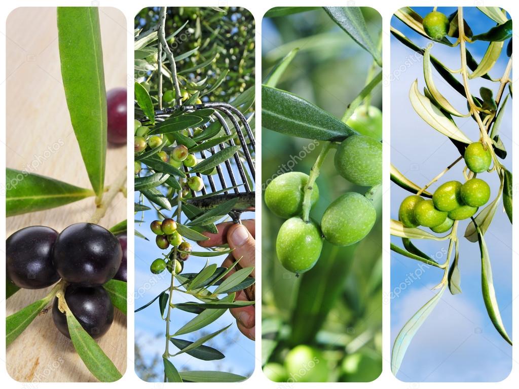 Olive harvesting collage — Stock Photo © nito103 #14471621