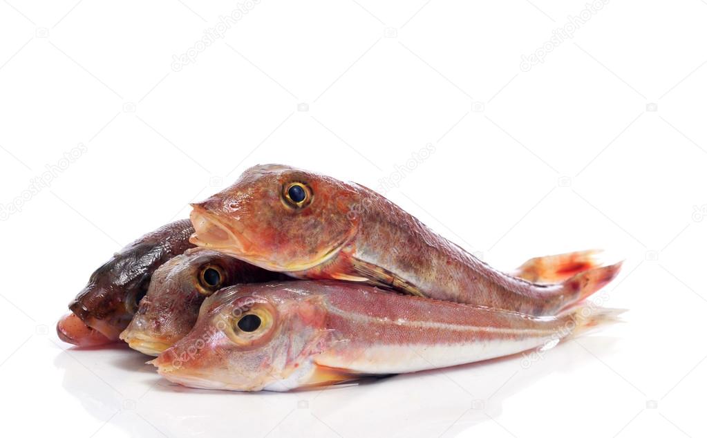 Surmullets fishes Stock Photo by ©nito103 23430276