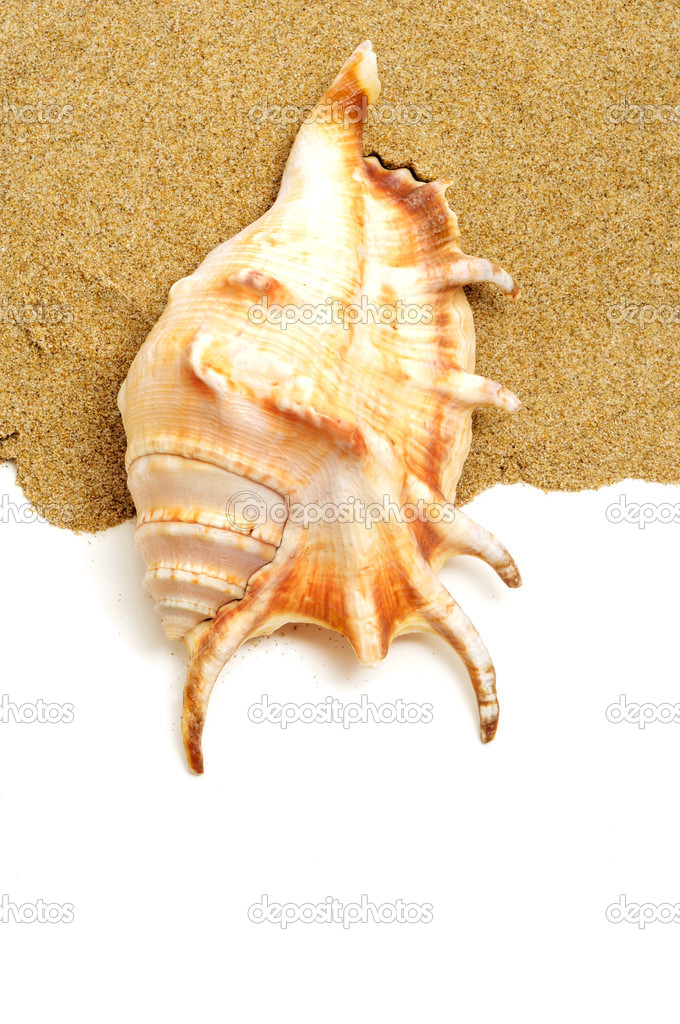 Giant spider conch shell on the sand Stock Photo by ©nito103 29466063