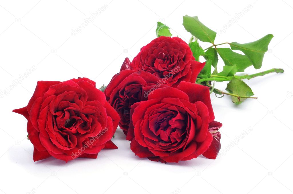 Red roses Stock Photo by ©nito103 34103071
