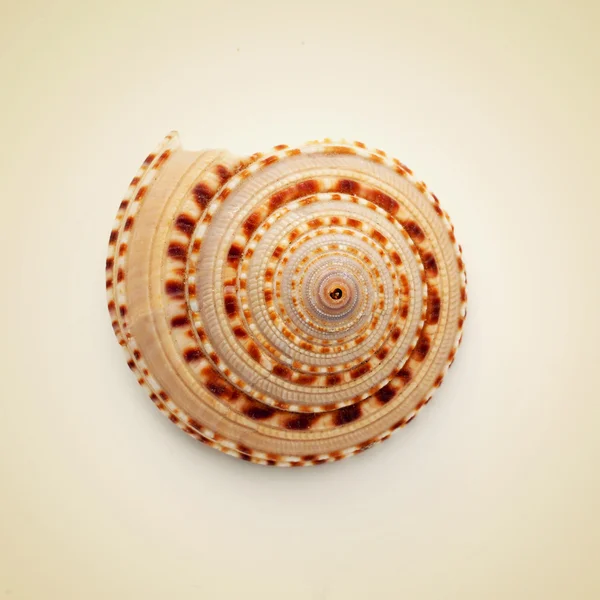 Scallop shell or shell of Saint James Stock Photo by ©nito103 12007842