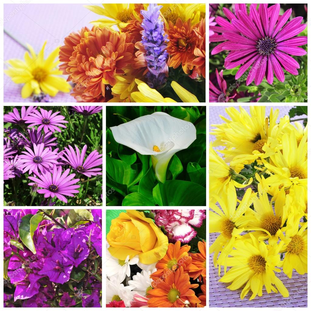 Flowers collage — Stock Photo © nito103 #41996785