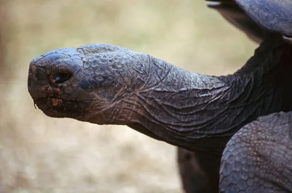 Black giant tortoise Stock Photos, Royalty Free Black giant tortoise ...