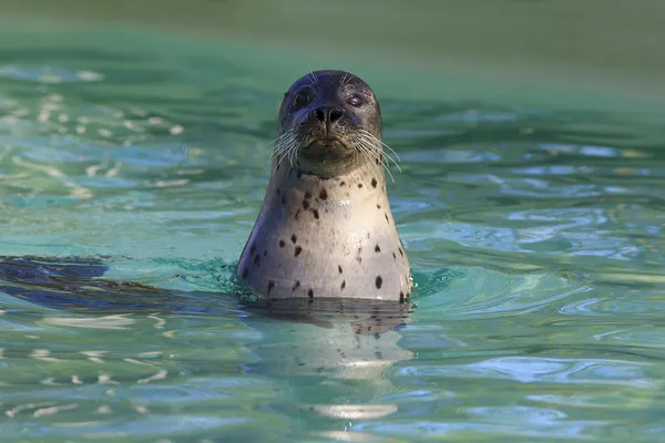 Cute seal Stock Photos, Royalty Free Cute seal Images | Depositphotos