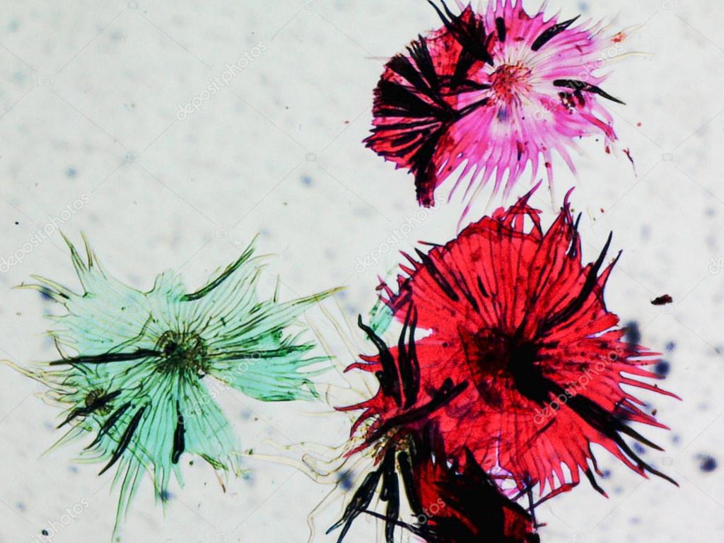 Apple micrograph Stock Photo by ©claudiodivizia 46009027