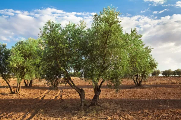 Israeli tree planting Stock Photos, Royalty Free Israeli tree planting ...