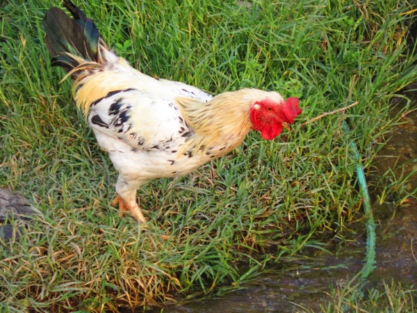 Chicken swim fotos de stock, imágenes de Chicken swim sin royalties ...