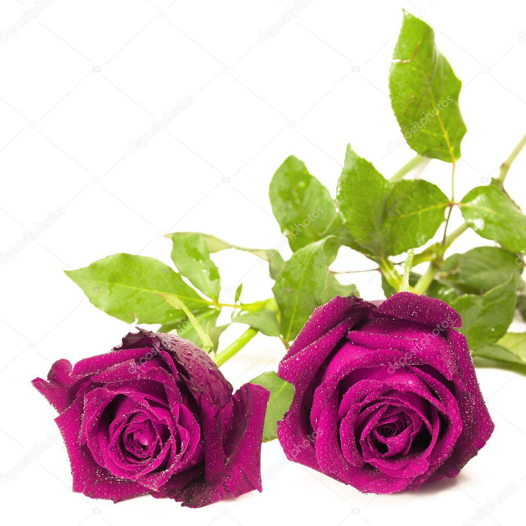 Two pink roses, isolated on white background — Stock Photo © vladmoses ...