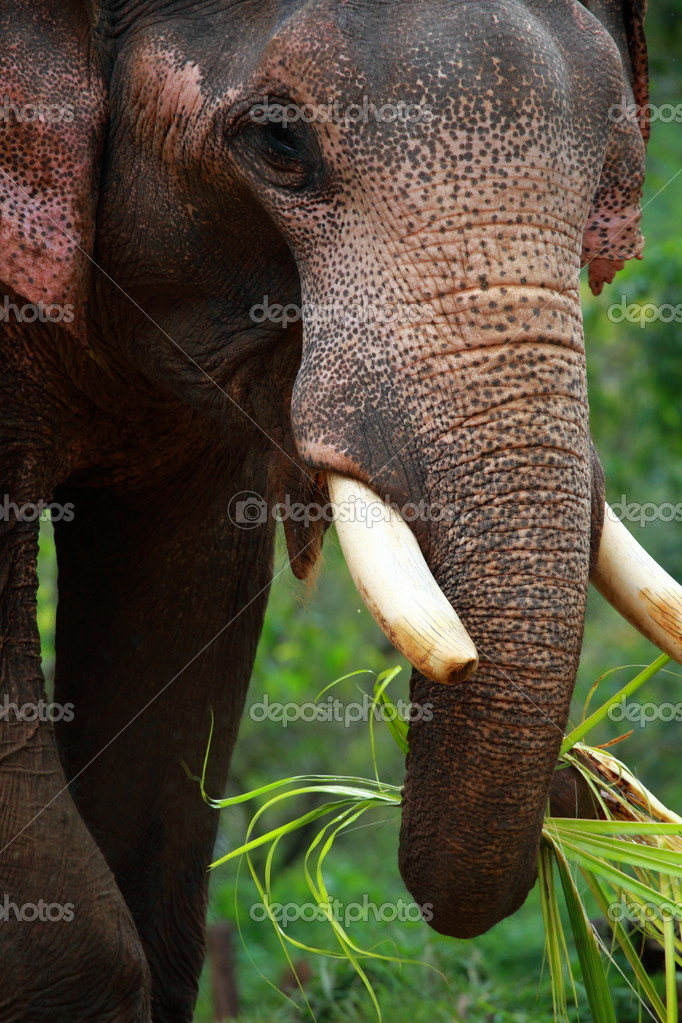 Asian Elephant Head Side View