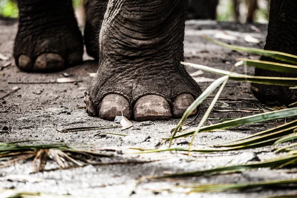 Elephant foot stomp Stock Photos, Royalty Free Elephant foot stomp ...