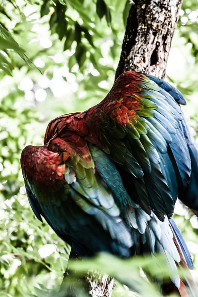 Quetzal resplendissant Stock Photos, Royalty Free Quetzal ...
