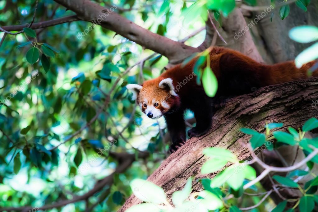 Red panda bear in tree — Stock Photo © Curioso_Travel_Photography #19035793