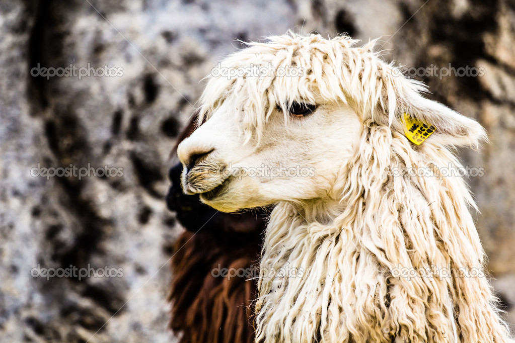 Peruvian alpaca in natural background. — Stock Photo © Curioso_Travel ...