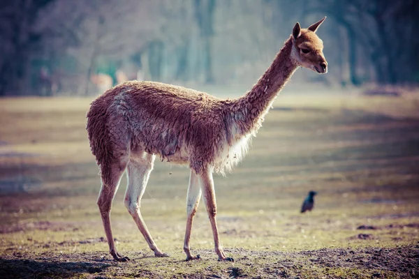 Camel portrait grazing mountains Stock Photos, Royalty Free Camel ...