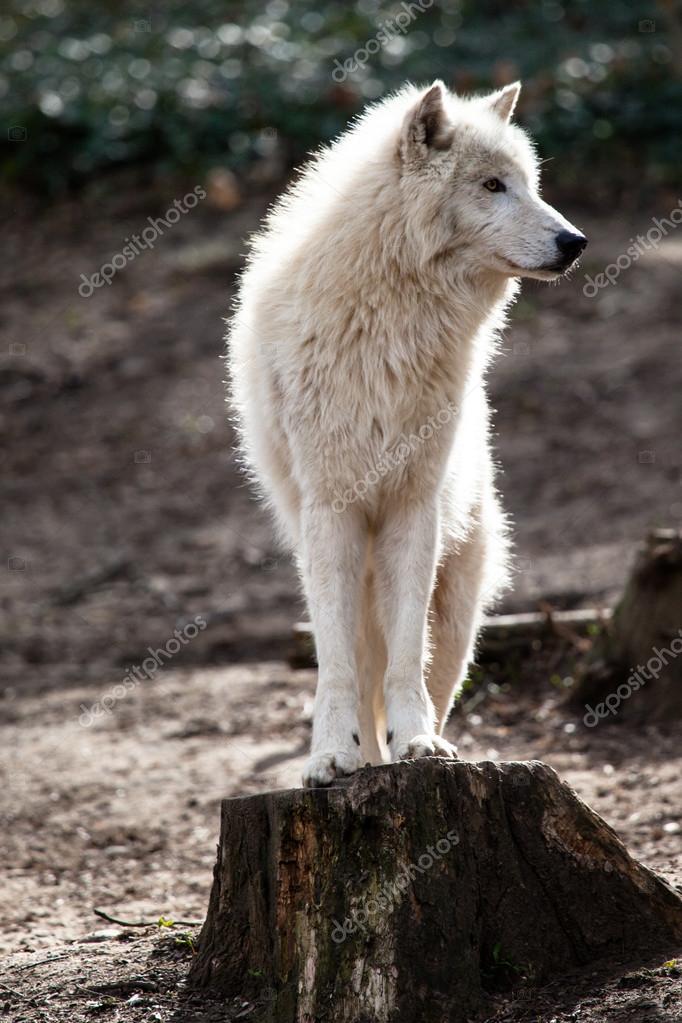 Arctic white wolf — Stock Photo © Curioso_Travel_Photography #43030843