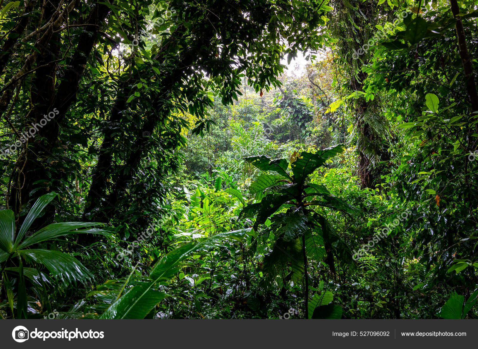 Naturaleza Paisaje Bosque Tropical Paisaje Tropical Bosque La Foto