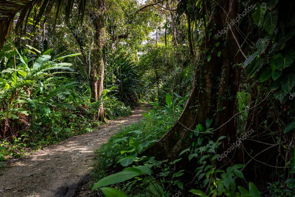 Selva tropical de Panamá. Paisaje exótico. Ambiente del Bosque Tropical ...