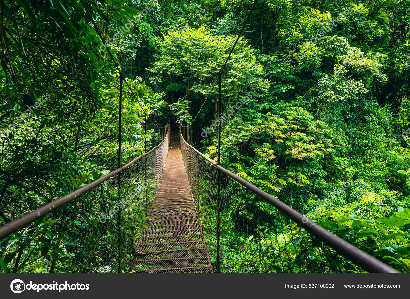 Hanging Bridge Cloud Rainforest Forest Costa Rica Stock Photo by ...