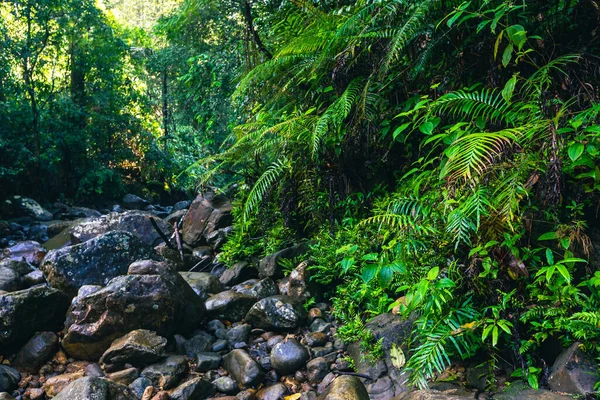 Selva Tropical Sri Lanka Camino Selva Reserva Forestal Sinharaja Sri ...