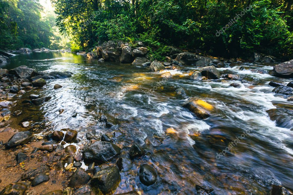 Selva tropical de Sri Lanka. Camino en la selva. Reserva Forestal ...
