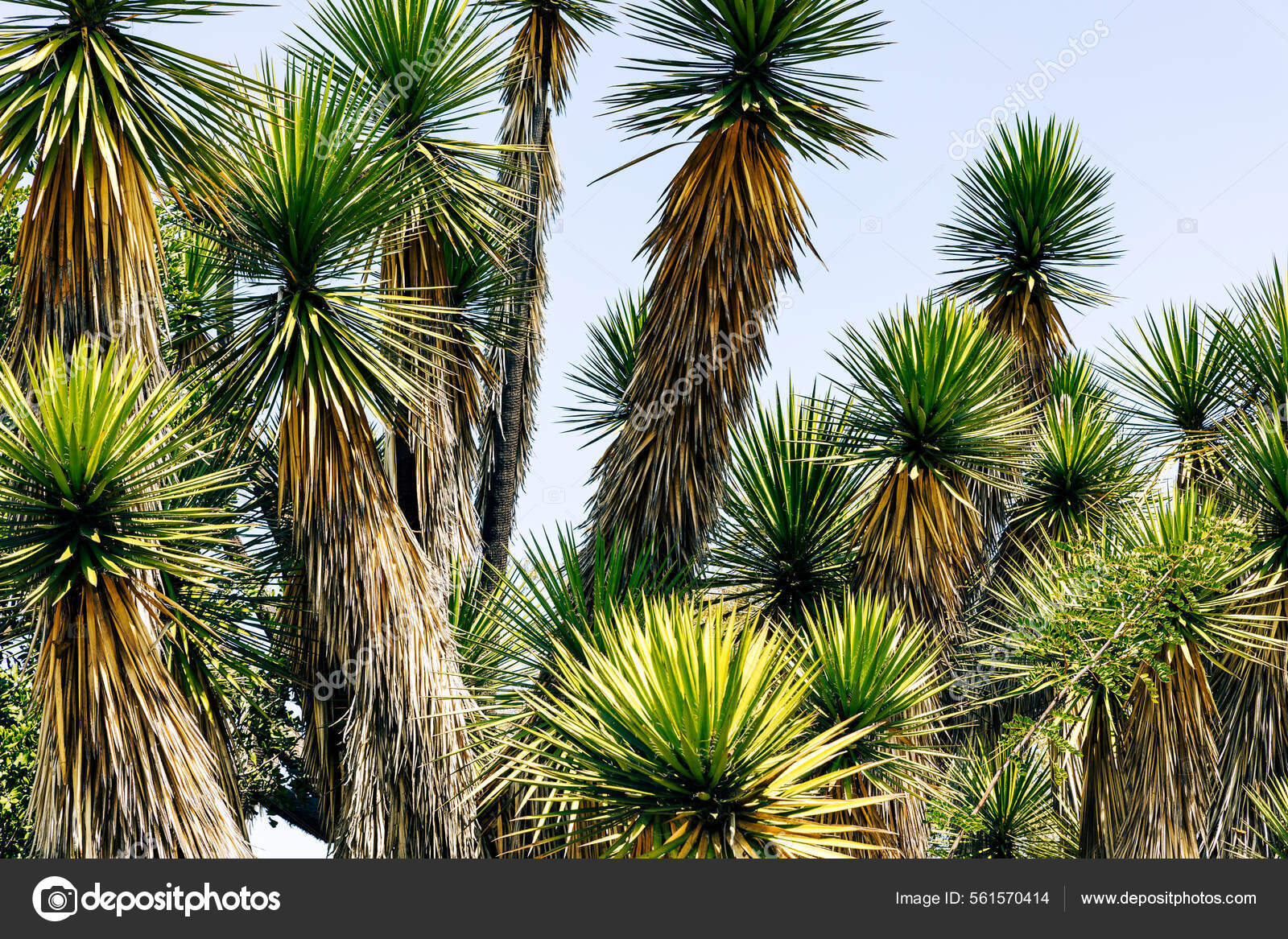 Group Dragon Trees Dracaena Draco Endemic Canary Islands Madeira Cape ...