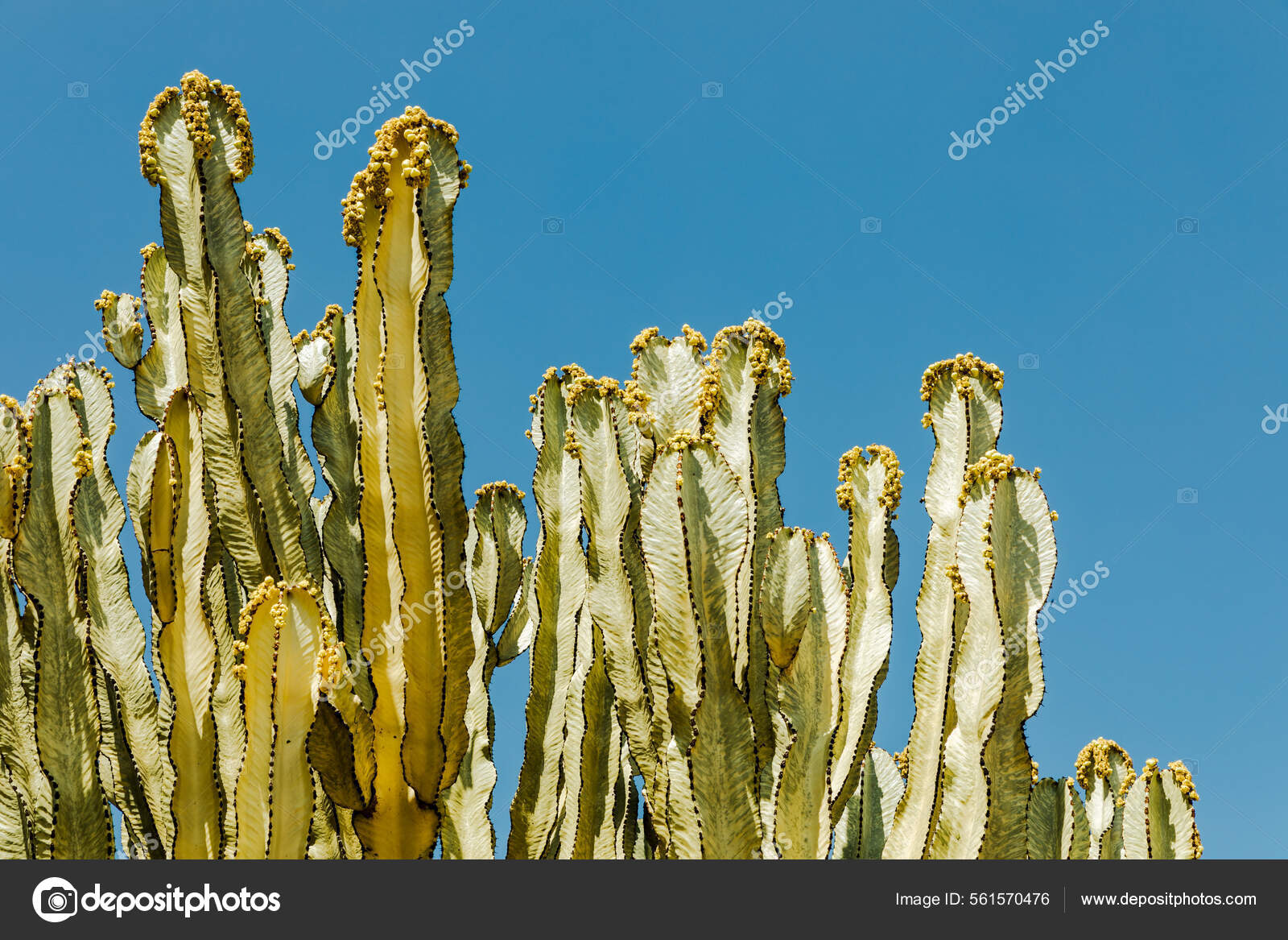 Desert Bush Texture
