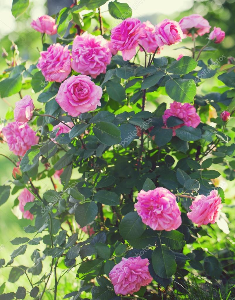 Cespuglio Di Rose Al Tramonto Tahitiano