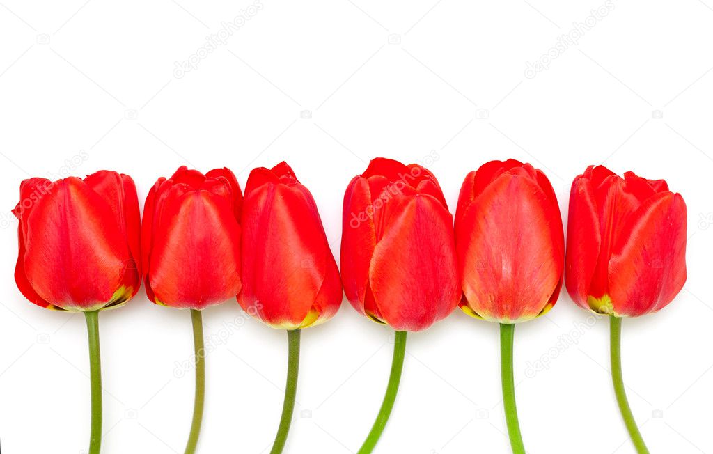Red tulip border — Stock Photo © dianazh #45295053