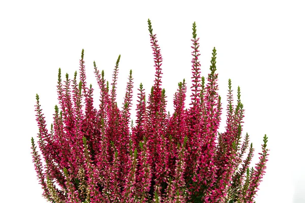 Calluna Vulgaris Isolated White Background — Stock Photo © dianazh ...