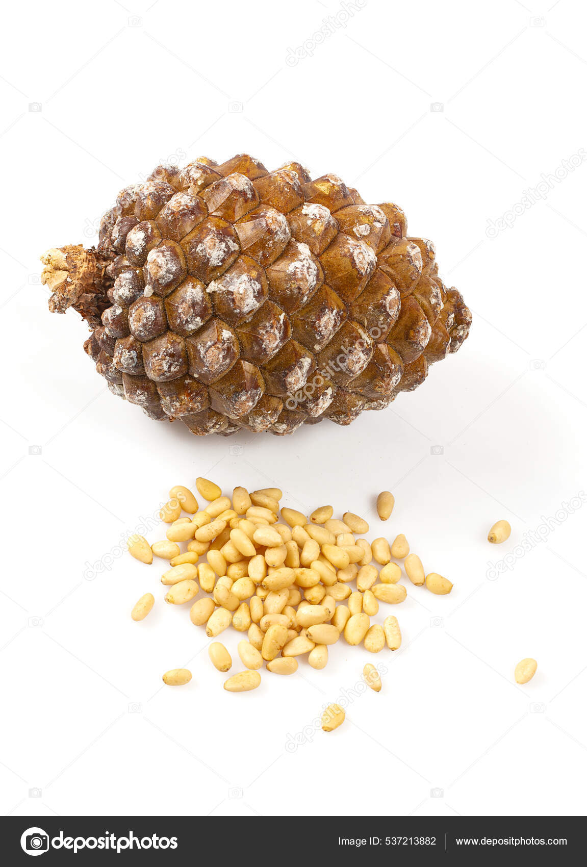 Cedar Cone Pine Nuts Isolated White Background — Stock Photo © dianazh ...