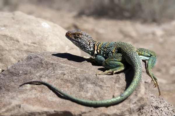 Mojave collared lizard Stock Photos, Royalty Free Mojave collared ...