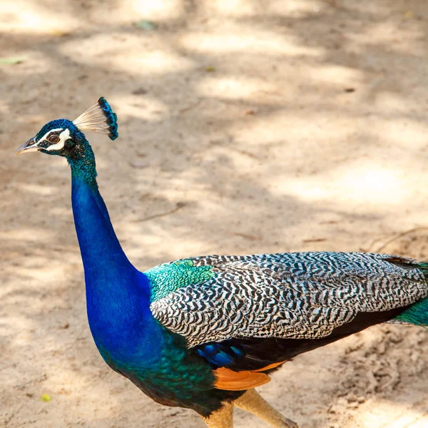 Asian peacock Stock Photos, Royalty Free Asian peacock Images ...