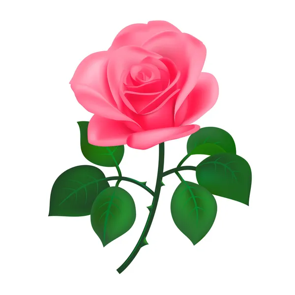 Single pink rose Vector Art Stock Images | Depositphotos